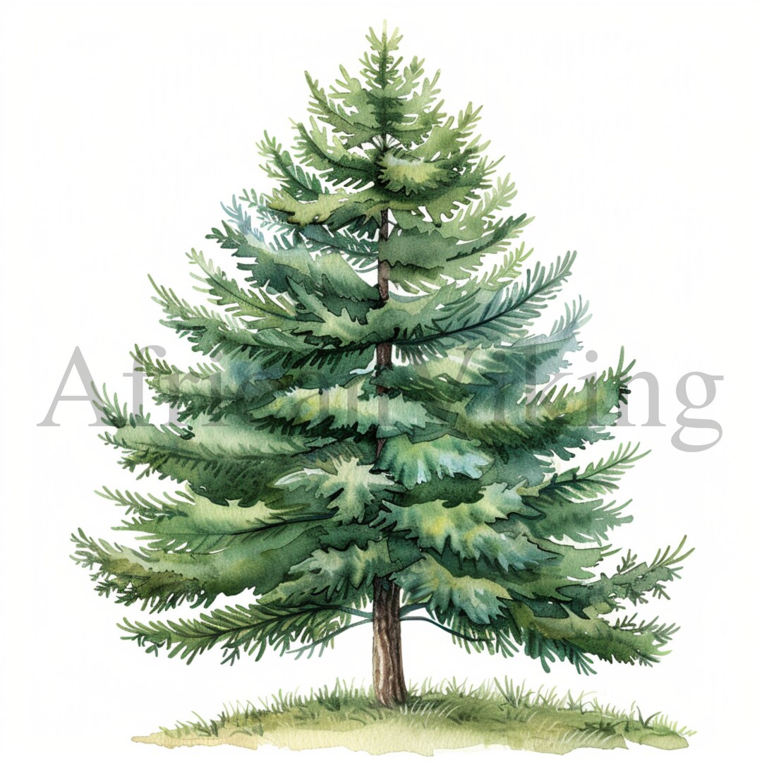 Fir Trees Clipart | 10 High Quality Jpgs | Digital Download | Botanical ...