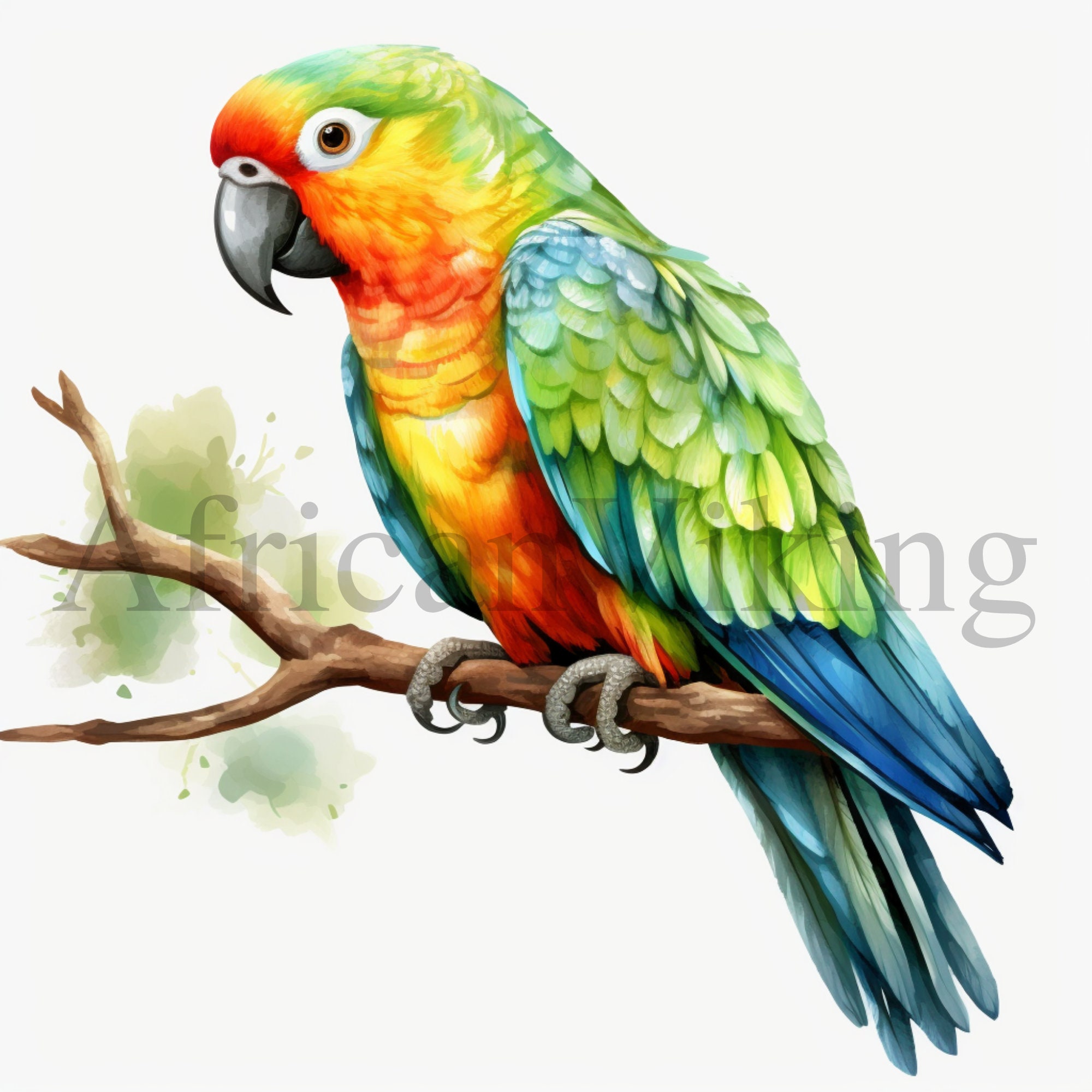 Colorful Parrot Clipart 10 High Quality Jpgs Digital Download Nursery ...