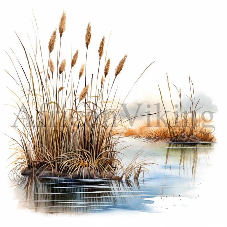 Cattails and Reeds in Water Pond Clipart | 10 High Quality Jpgs ...