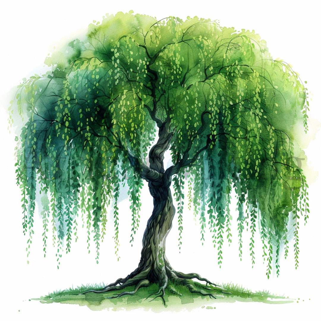 Willow Trees Clipart 10 High Quality Jpgs Digital Download Journaling ...