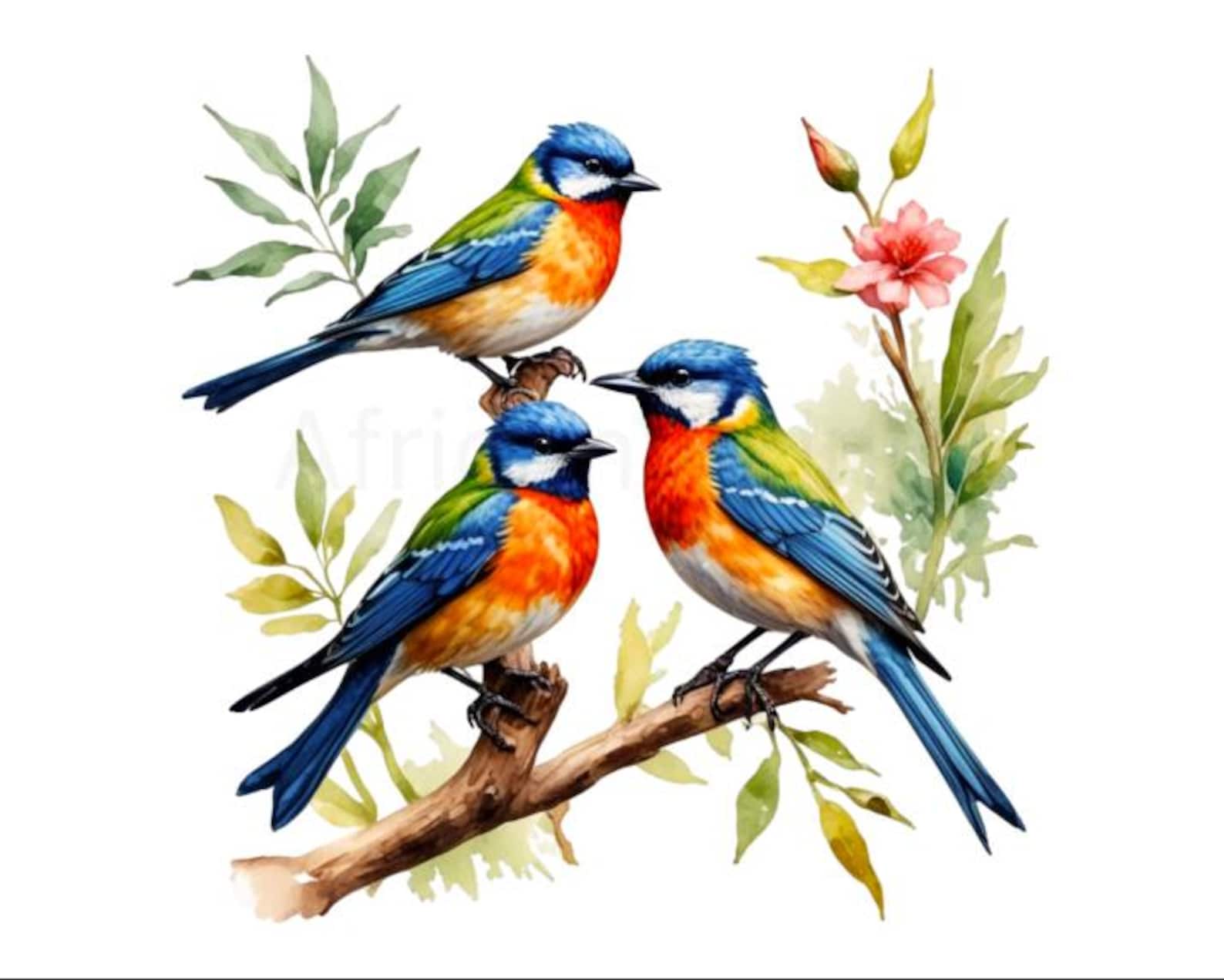 Colorful Birds Clipart: High-resolution Jpgs (digital Download) - Etsy