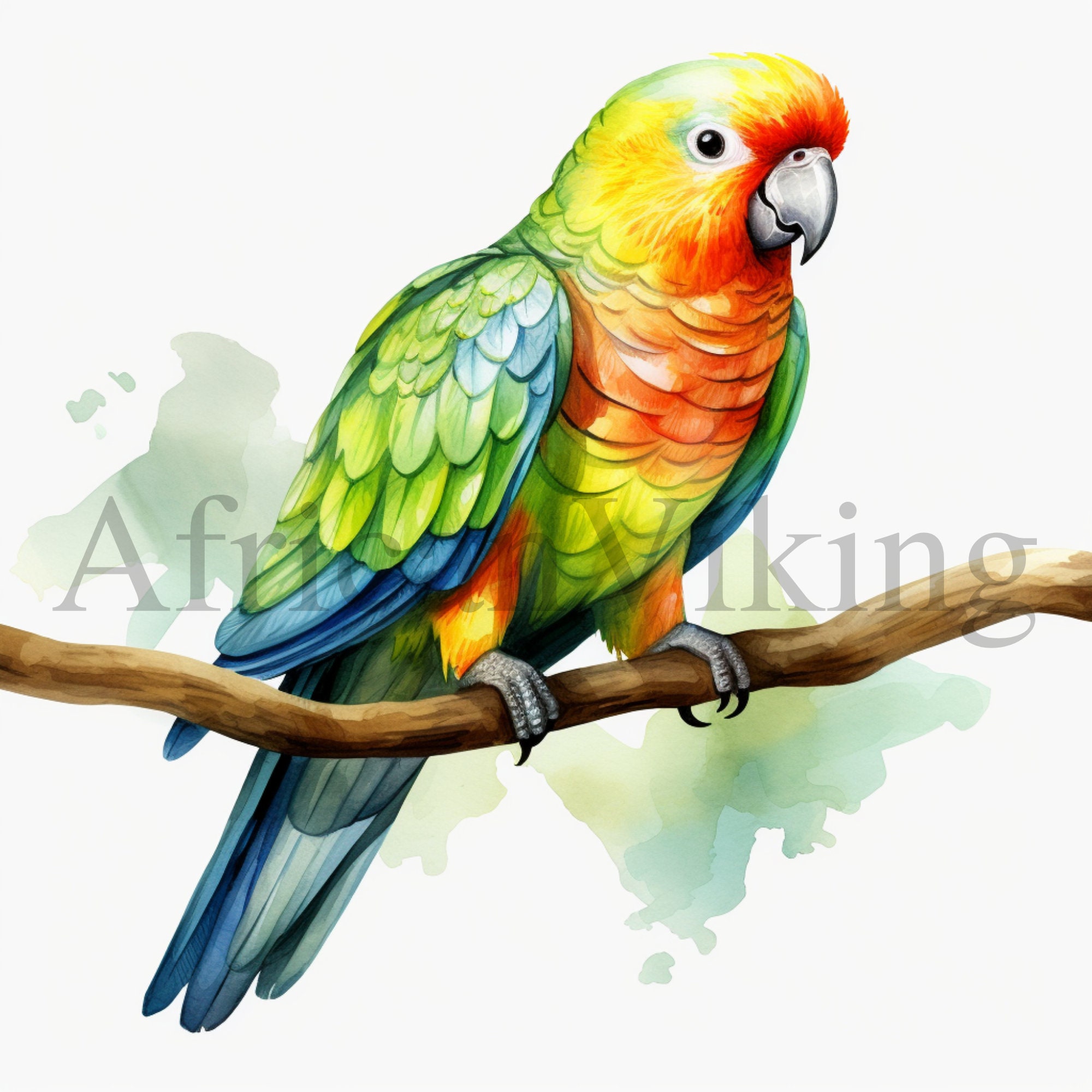 Colorful Parrot Clipart 10 High Quality Jpgs Digital Download Nursery ...