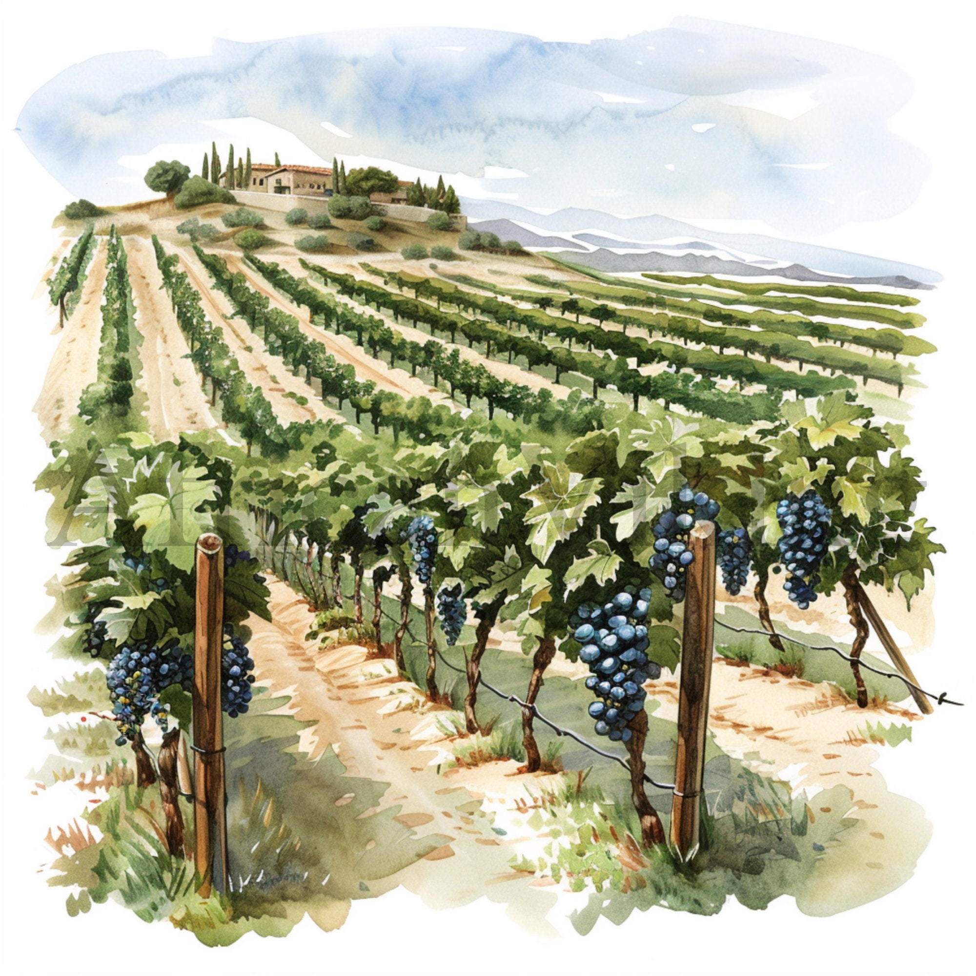 Vineyard Clipart | 10 High Quality Jpgs | Digital Download | Watercolor Art | Mixed Media ...