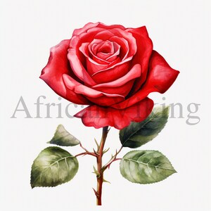 Red Rose Clipart 10 High Quality Jpgs Digital Download Card Making ...