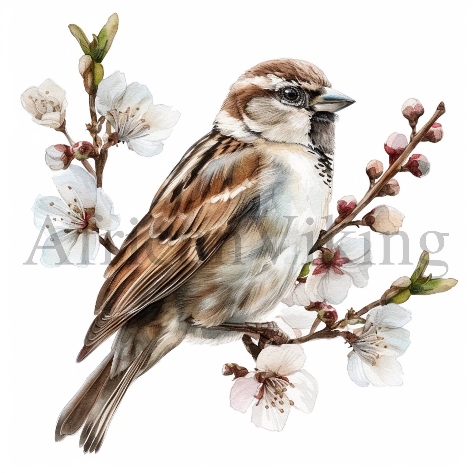 Sparrow Watercolor Clipart: 10 Jpgs, Nursery Art (digital Download) - Etsy