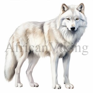 White Wolf Clipart | 10 High Quality Jpgs | Digital Download | Digital ...