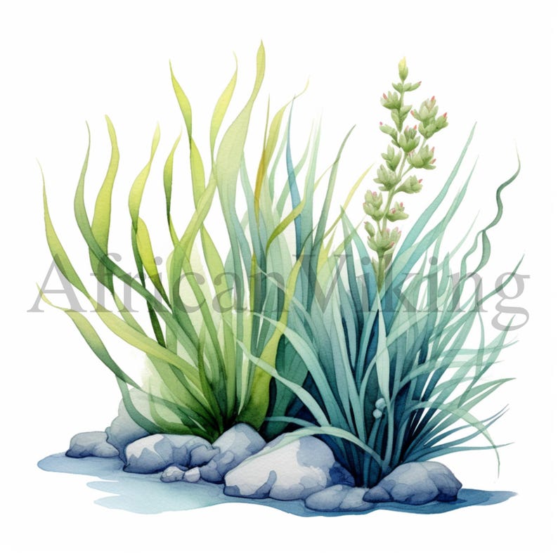 Sea Plants Clipart | 10 High Quality Jpgs | Digital Download | Nautical ...