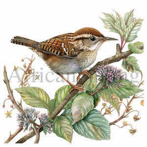 Wren Clipart | 10 High Quality Jpgs | Digital Download | Card Making ...