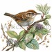 Wren Clipart | 10 High Quality Jpgs | Digital Download | Card Making ...