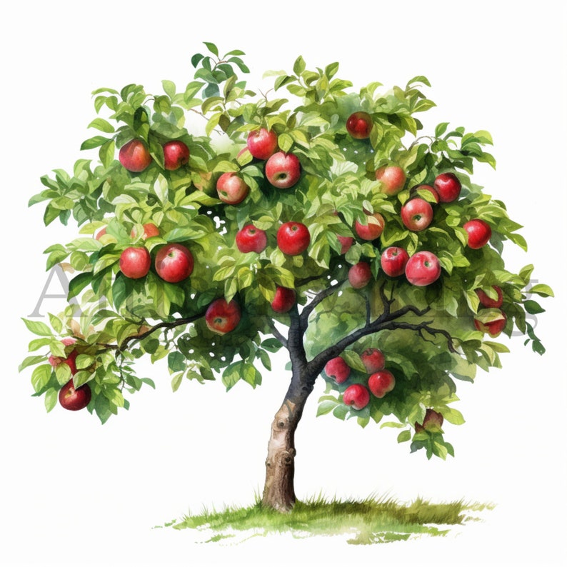 Apple Trees Clipart 10 High Quality Jpgs Digital Download Apple Tree ...