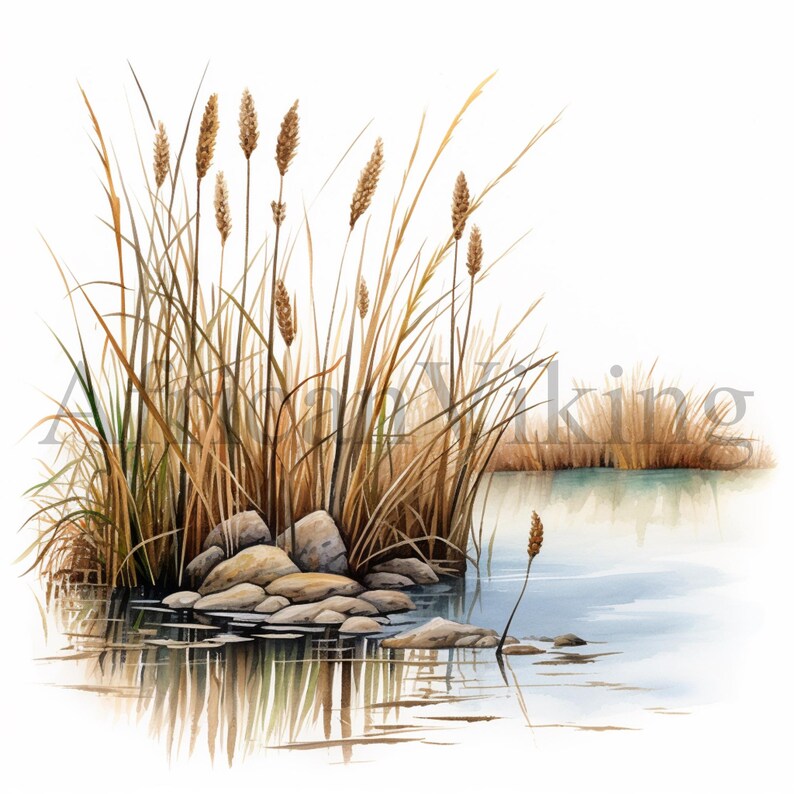 Cattails and Reeds in Water Pond Clipart | 10 High Quality Jpgs ...