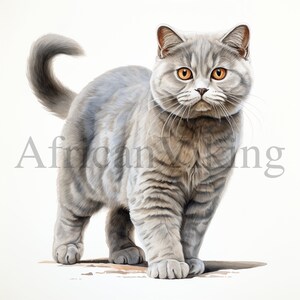 British Shorthair Cats Clipart | 10 High Quality Jpgs | Digital ...