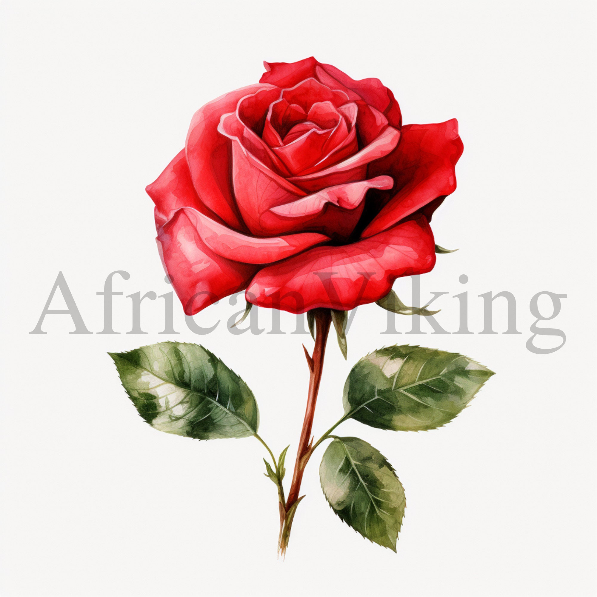 Red Rose Clipart 10 High Quality Jpgs Digital Download Card Making ...