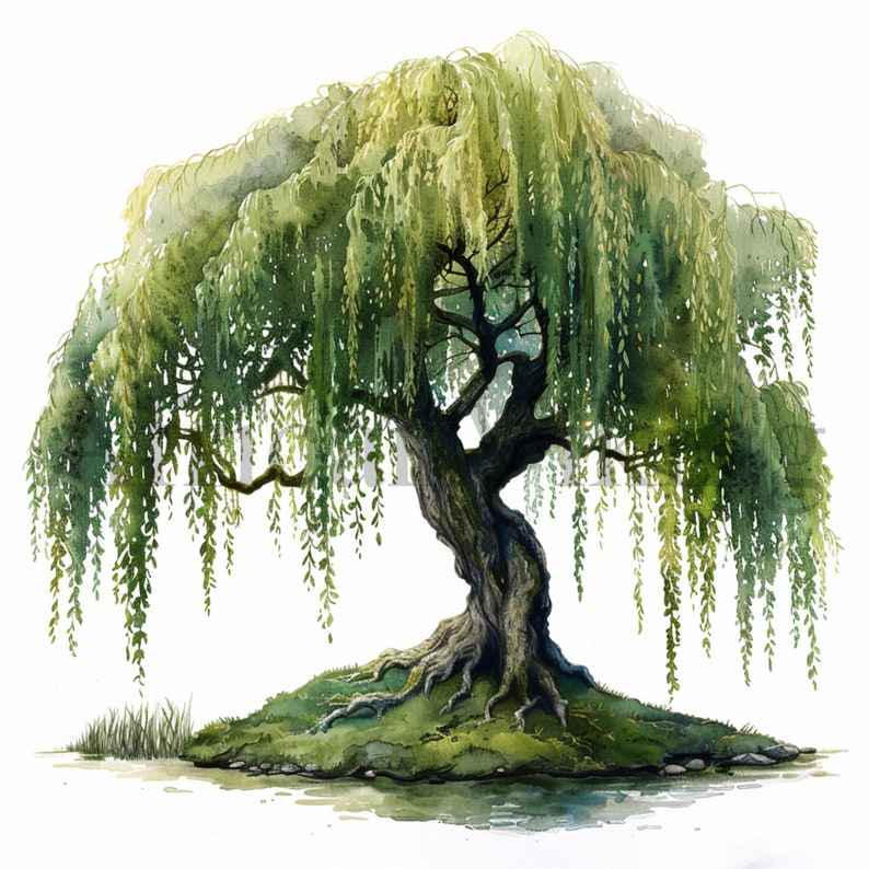 Willow Trees Clipart | 10 High Quality Jpgs | Digital Download | Card ...