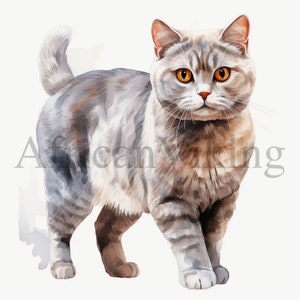 British Shorthair Cats Clipart | 10 High Quality Jpgs | Digital ...