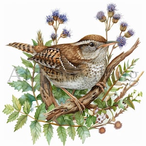 Wren Clipart | 10 High Quality Jpgs | Digital Download | Card Making ...