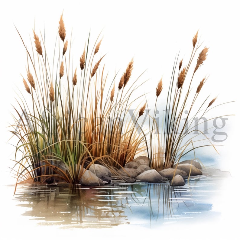 Cattails and Reeds in Water Pond Clipart | 10 High Quality Jpgs ...
