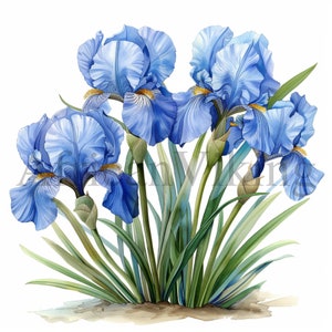 Iris Clipart | 10 High Quality Jpgs | Instant Digital Download ...