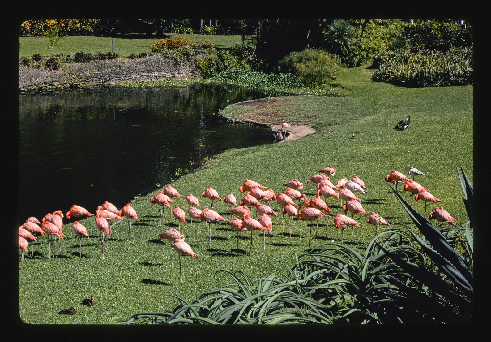 Puzzle for Adults Vintage Flamingos in Miami 120/252/500 - Etsy
