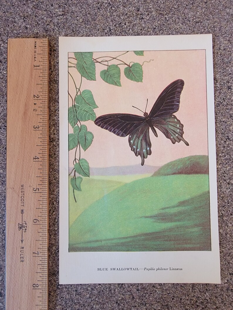 Vintage Blue Swallowtail/newfoundland Swallowtail Butterfly ...