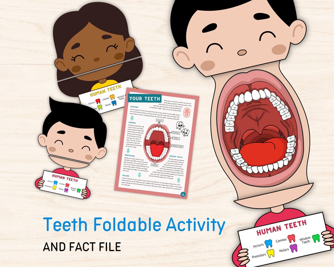 Kids Teeth Foldable Activity | Science Learning Primary Education ...