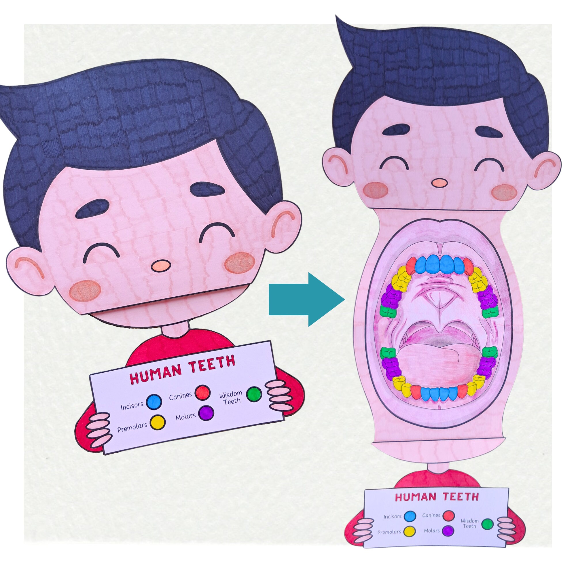 Kids Teeth Foldable Activity Science Learning Primary Education ...