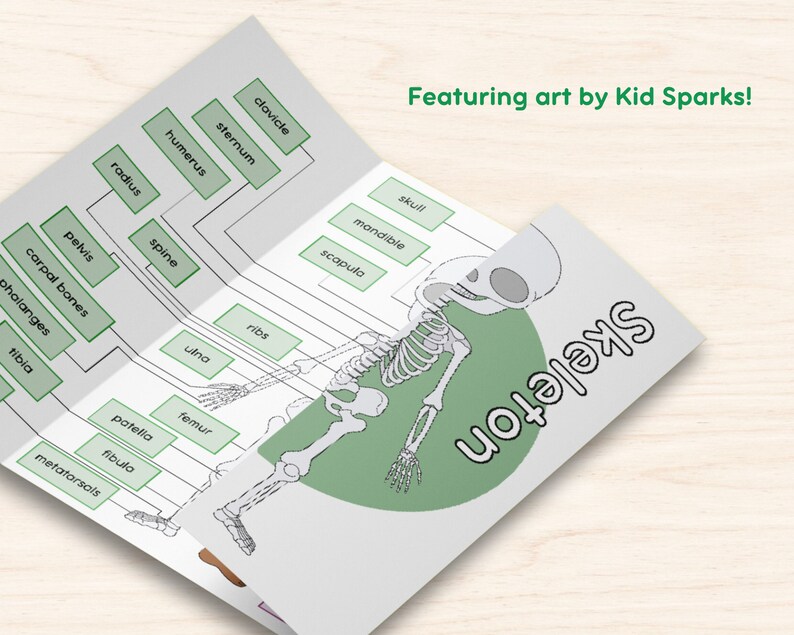 Human Body Skeleton Foldable Activity | Science Learning Education ...
