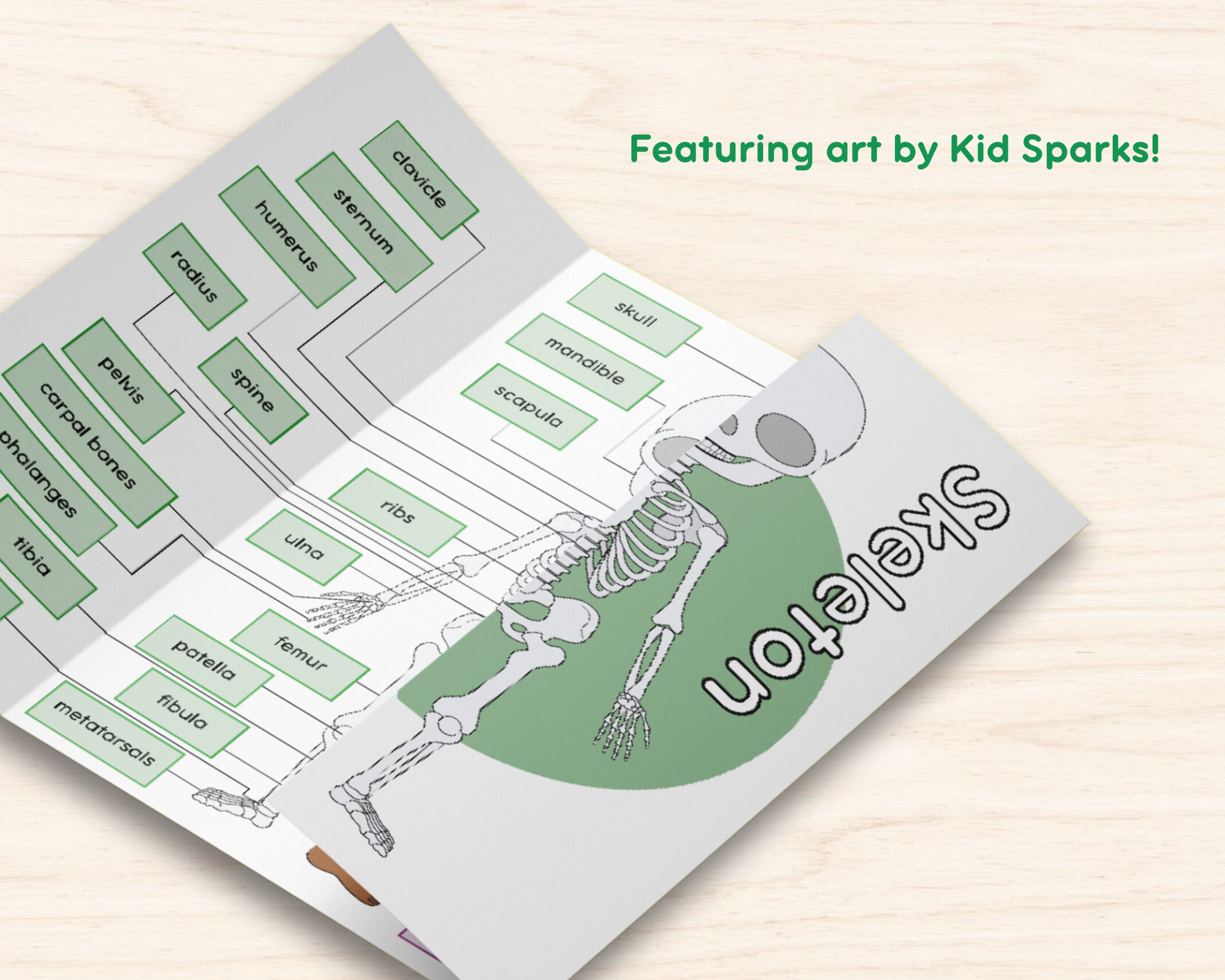 Human Body Skeleton Foldable Activity Science Learning Education ...