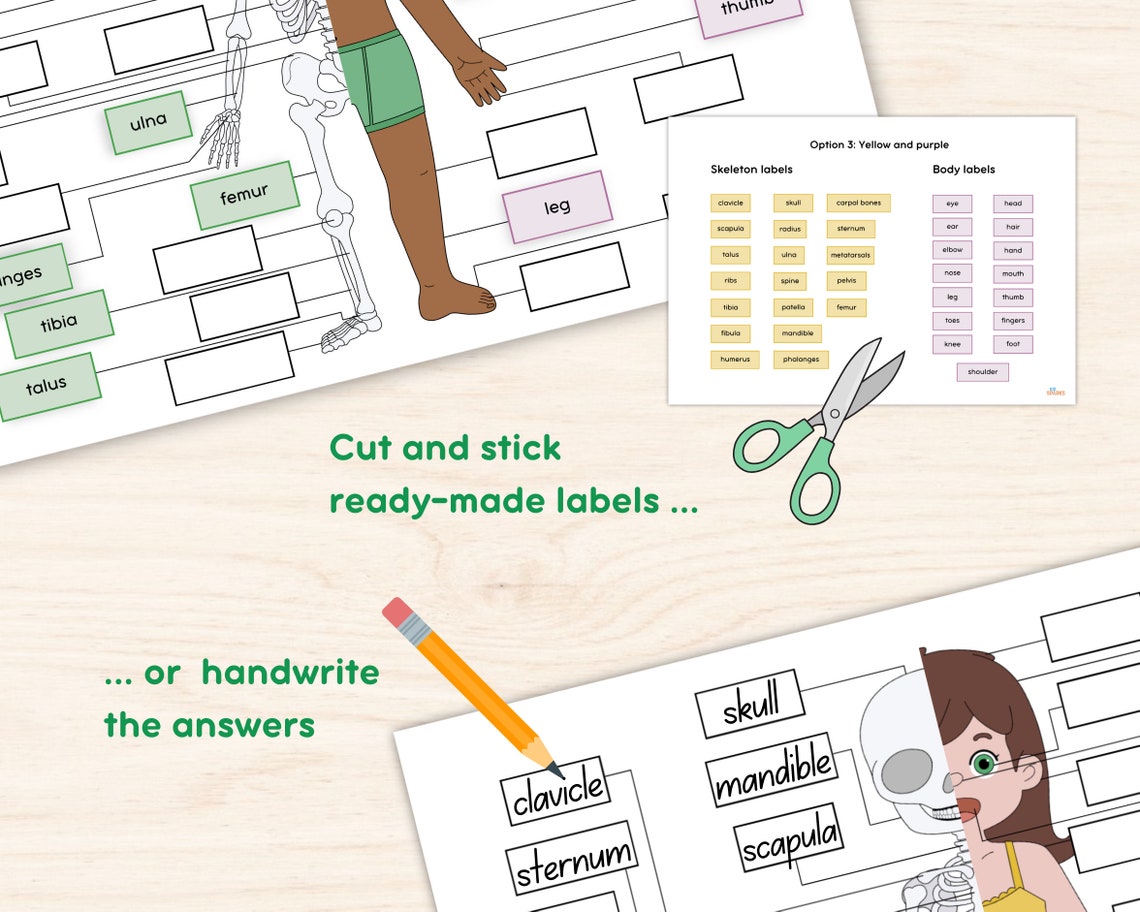 Human Body Skeleton Foldable Activity Science Learning Education ...