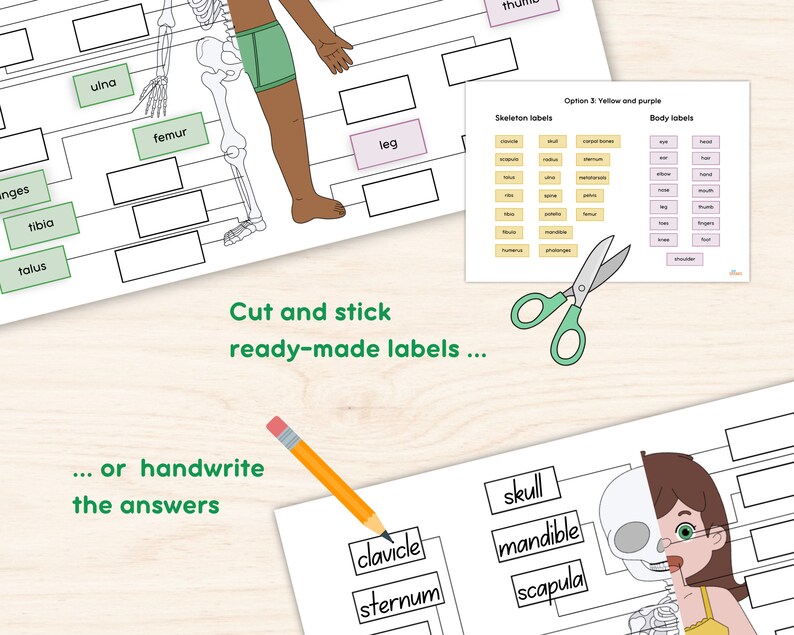 Human Body Skeleton Foldable Activity | Science Learning Education ...
