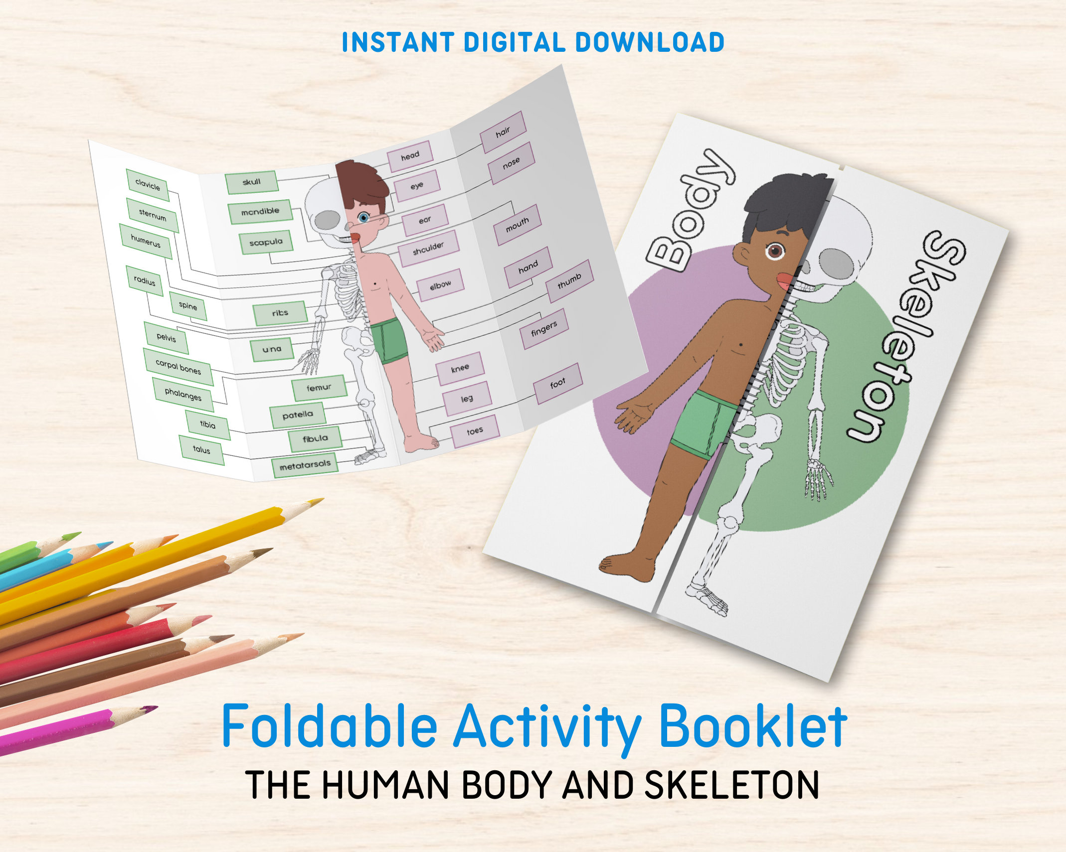 Human Body Skeleton Foldable Activity Science Learning Education ...