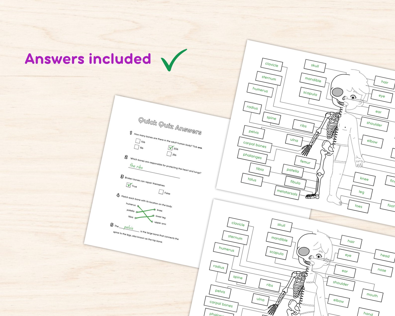 Human Body Skeleton Foldable Activity Science Learning Education ...