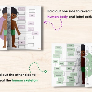 Human Body Skeleton Foldable Activity | Science Learning Education ...