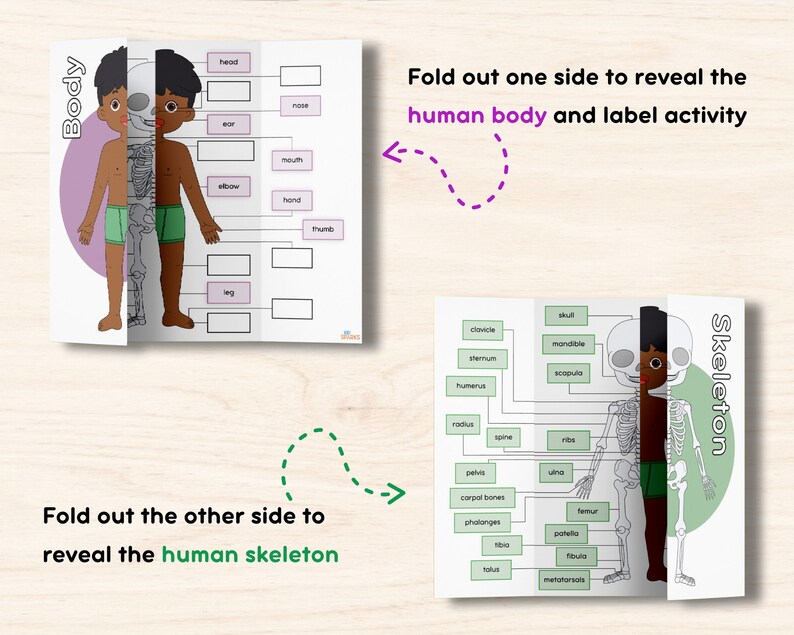 Human Body Skeleton Foldable Activity | Science Learning Education ...