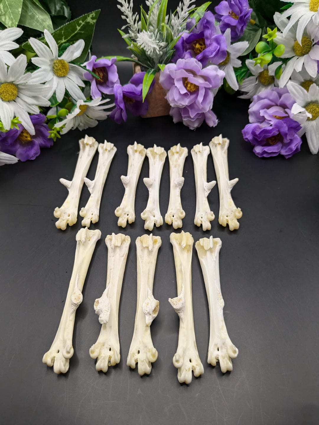 Chicken ROOSTER Leg Bone Tarsometatarsus Shank Bones With Spur Real ...