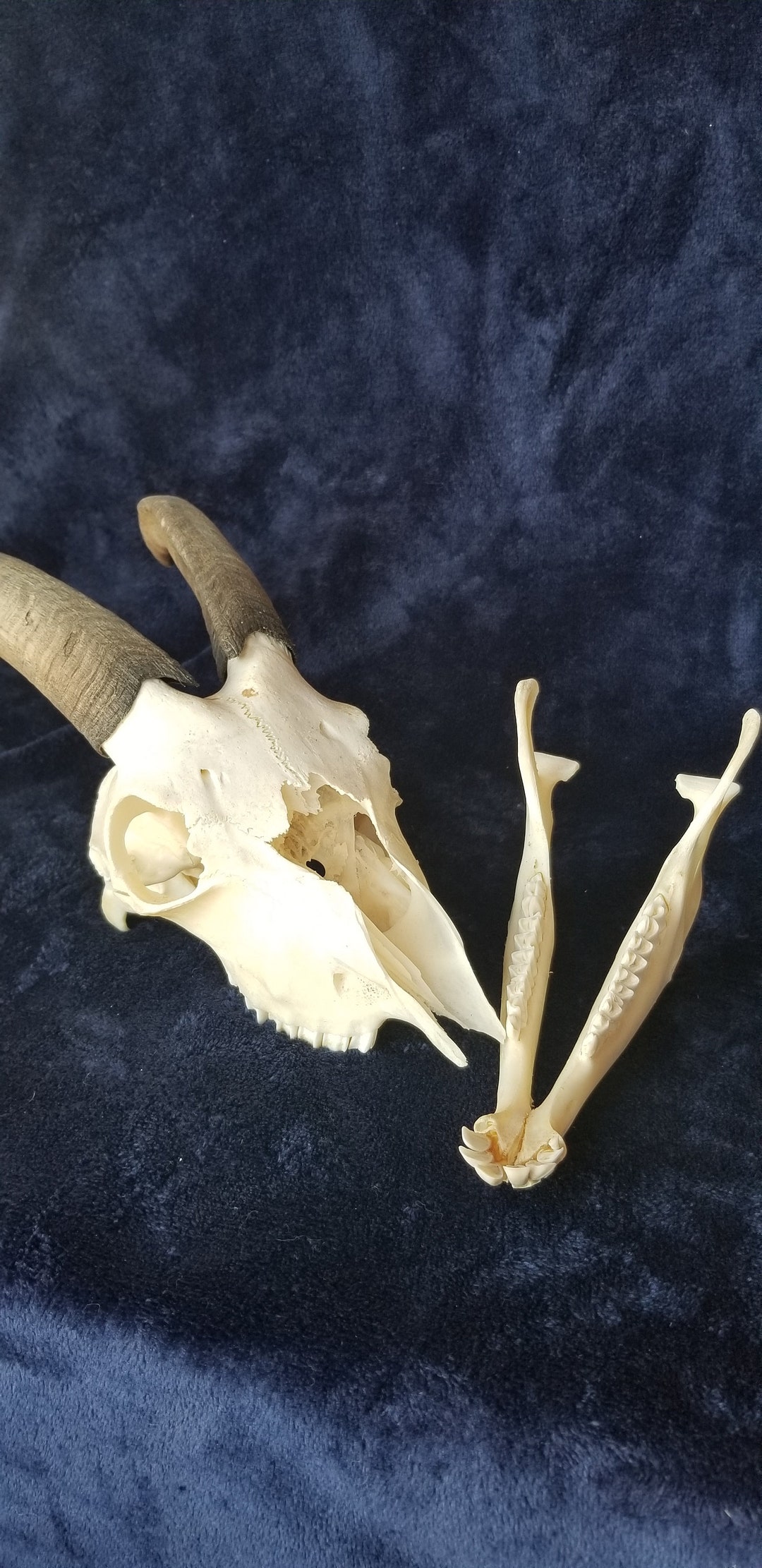 Goat Skull and Horns Jawbone and Teeth Decoration, Bone Real, Natural ...