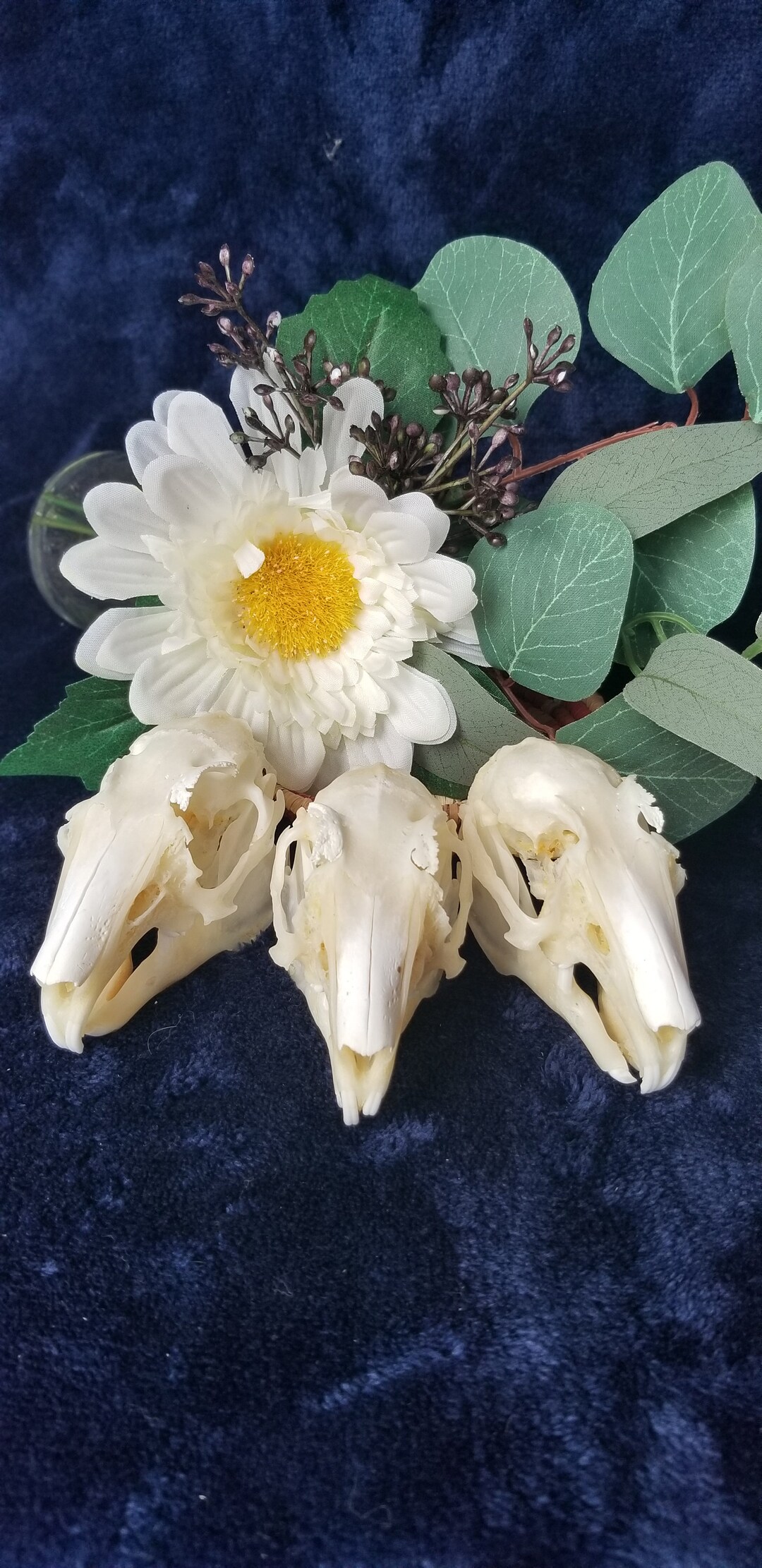 Rabbit Skulls Head and Jaw With Teeth Real, Natural - Etsy