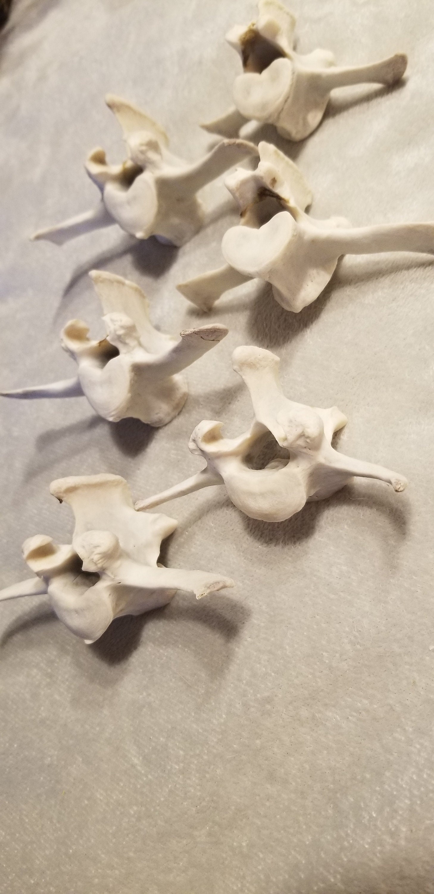 Crafting Bones Goat Vertebrae Bones 3 Types You Pick - Etsy