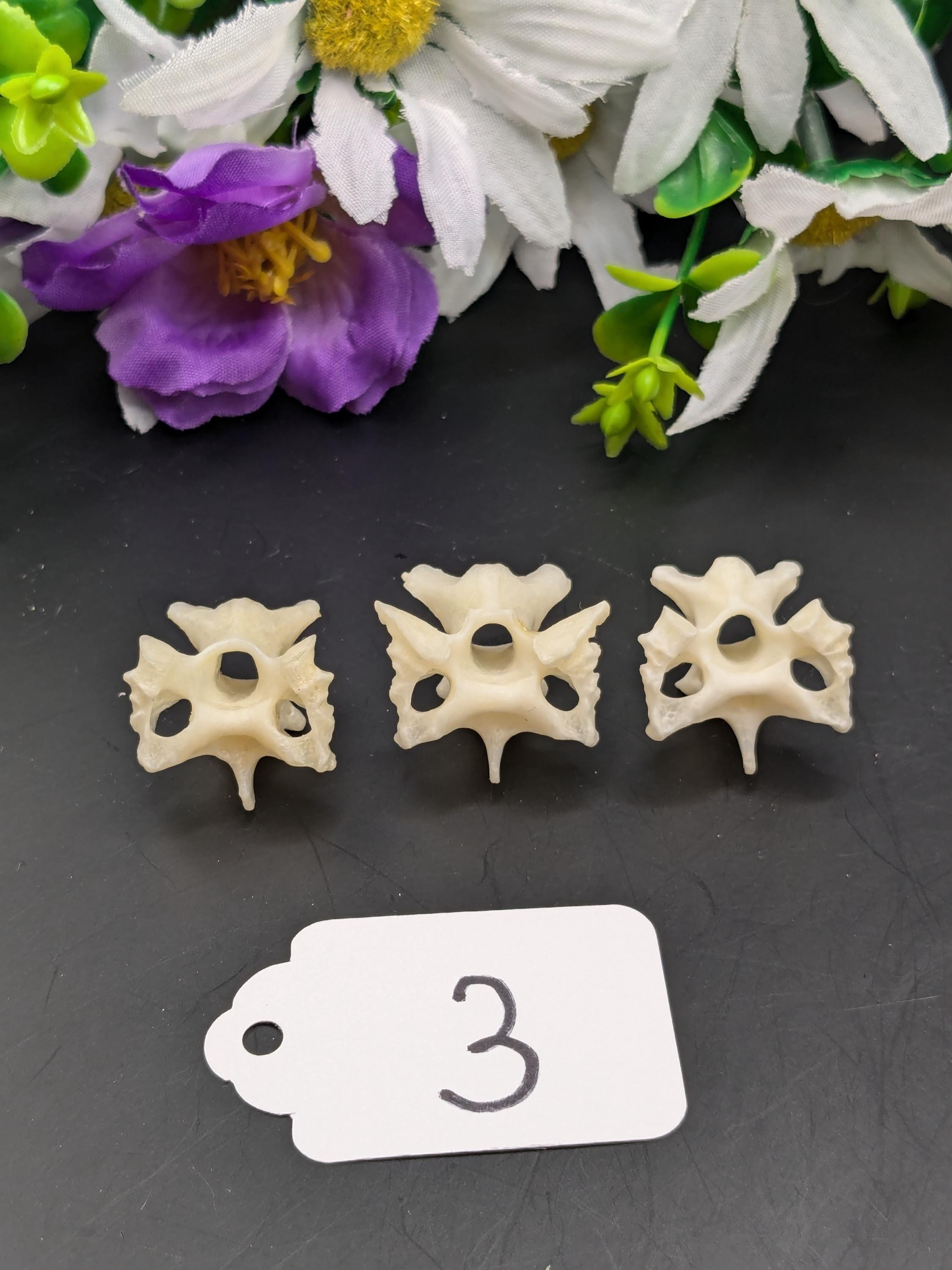 Duck Bone - Vertebrae Bones - 9 Styles - Real, Natural - Domestic Ducks ...