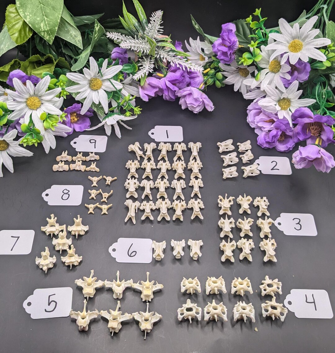 Chicken ROOSTER Bone Vertebrae Bones 9 Styles Real, Natural - Etsy