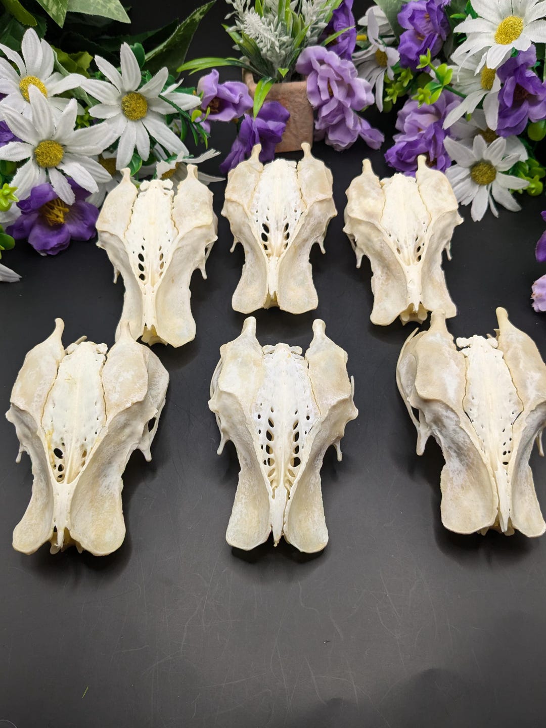Chicken ROOSTER Pelvic Girdle Back Piece Backbone Synsocrum Real ...