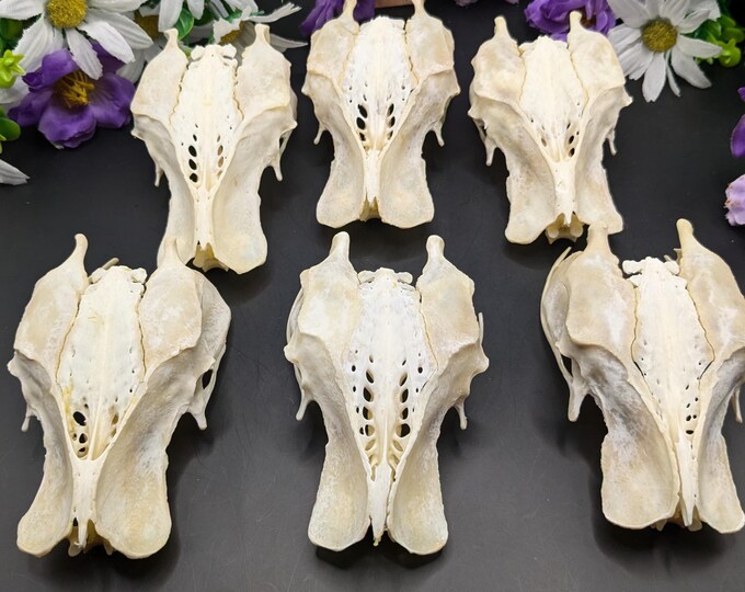 Chicken ROOSTER Pelvic Girdle - Back Piece - Backbone - Synsocrum ...