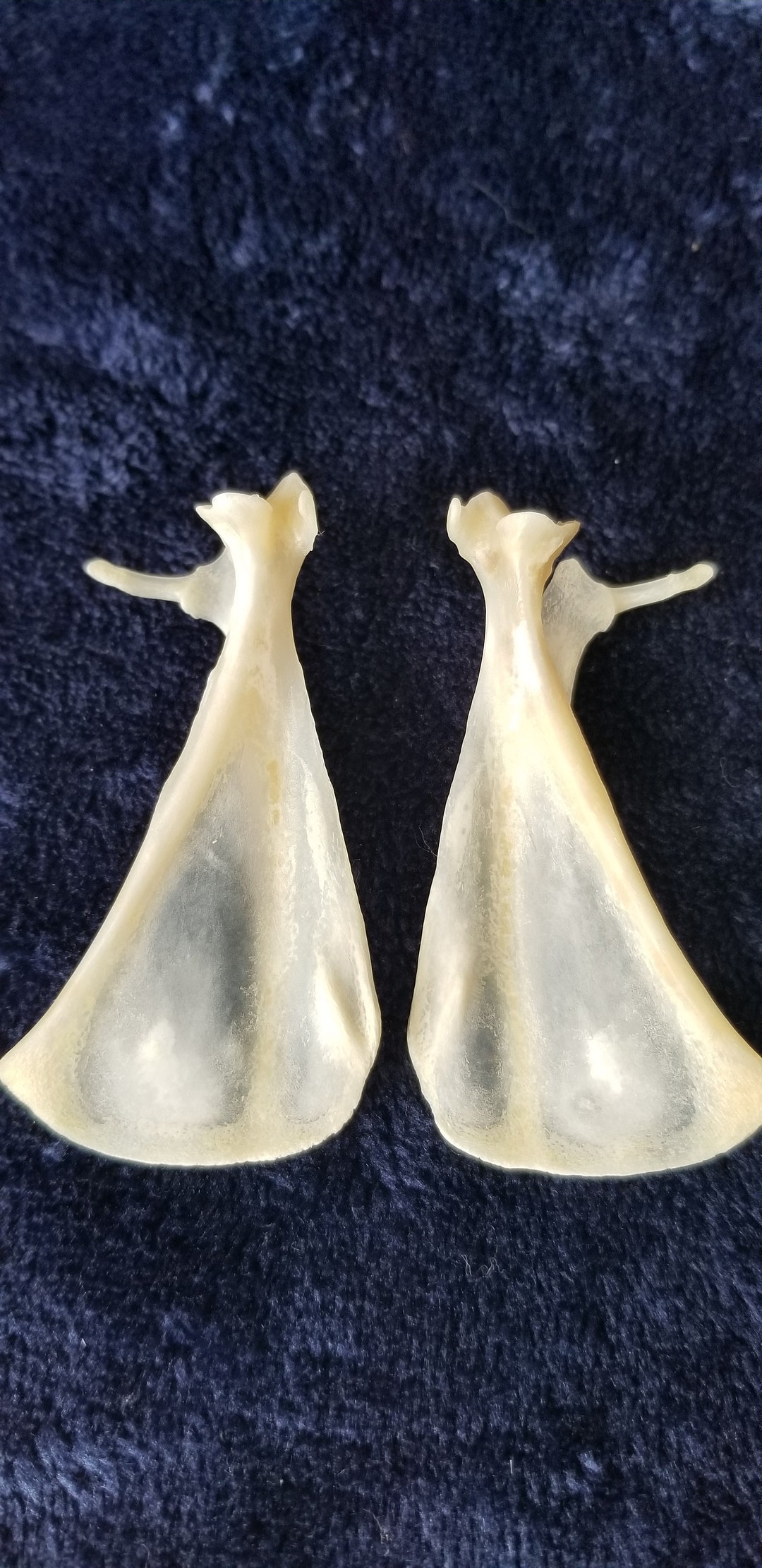 Rabbit Scapula PAIRS Bones Real, Natural Jewelry, Crafting, Decor ...