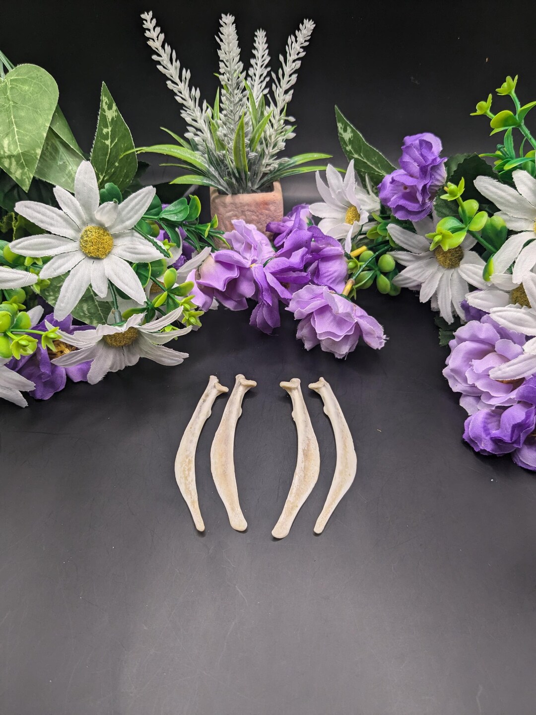 Chicken Wing Bone Blade of the Scapula Real, Natural Domestic Chicken ...