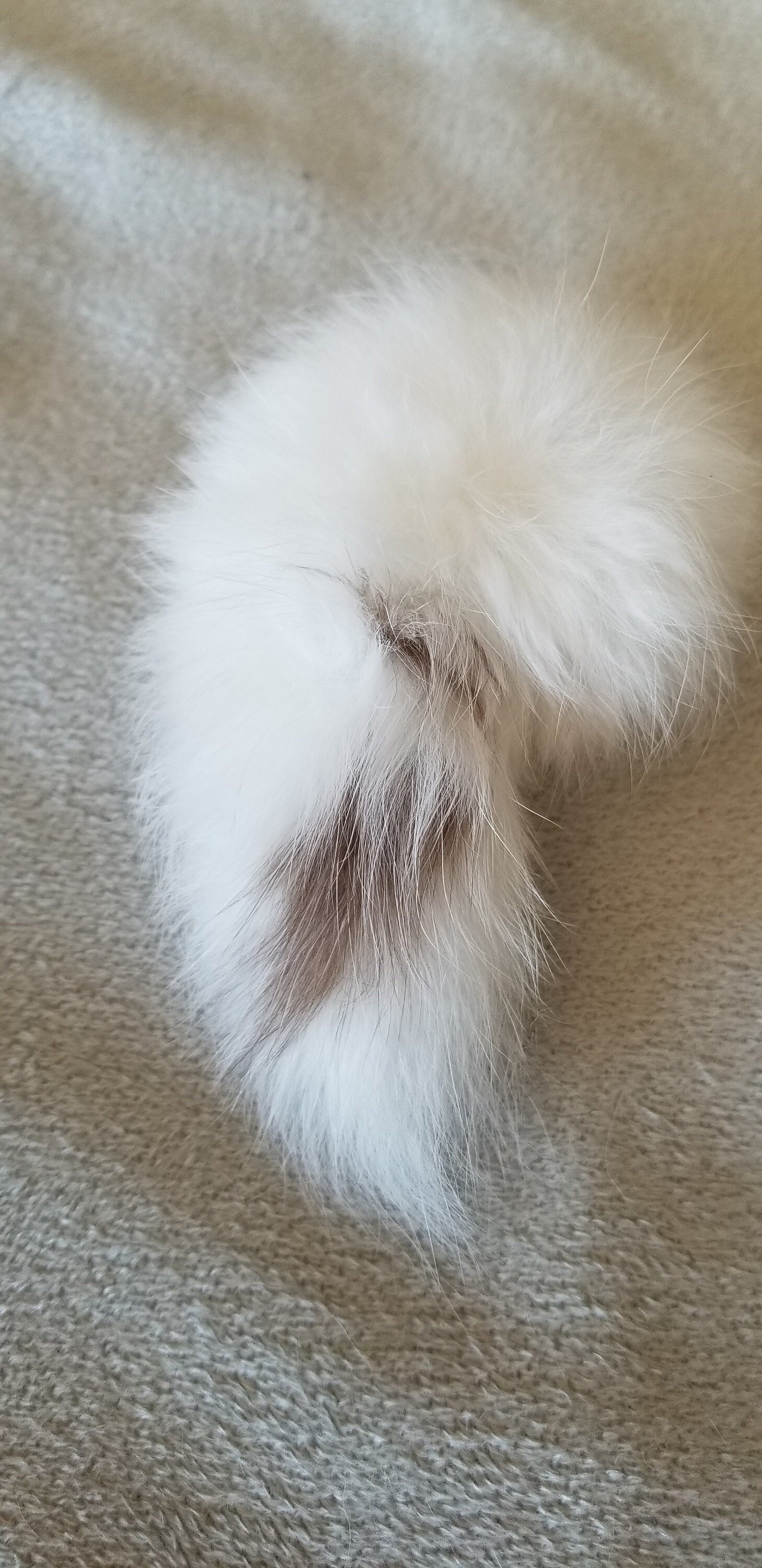 Rabbit TAILS for Crafting, Keychains, and More Choose Your Quantity - Etsy