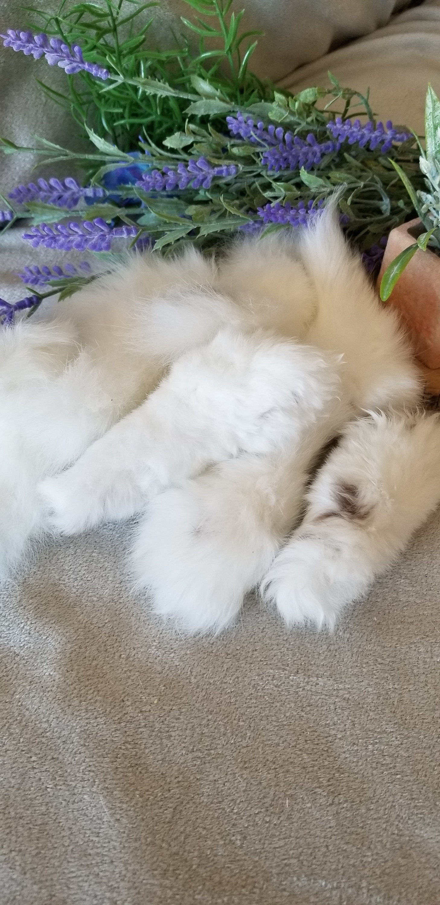 Rabbit TAILS for Crafting, Keychains, and More Choose Your Quantity - Etsy