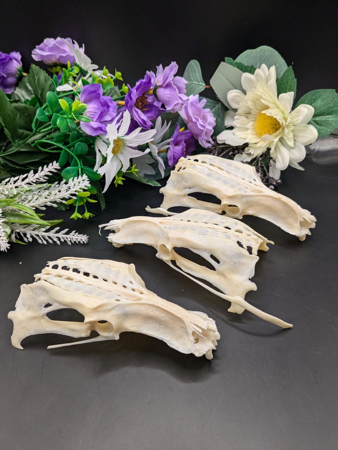 Duck Pelvic Girdle Back Piece Backbone Real, Natural Domestic Ducks - Etsy