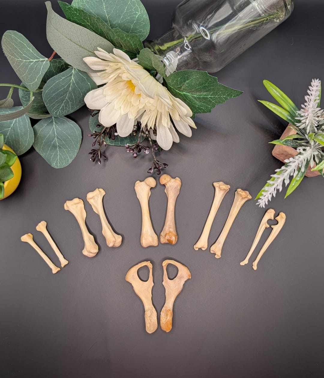 Skunk Bones Leg and Hip Bones Skeleton Roadkill Cleaned Skunk Bones for ...