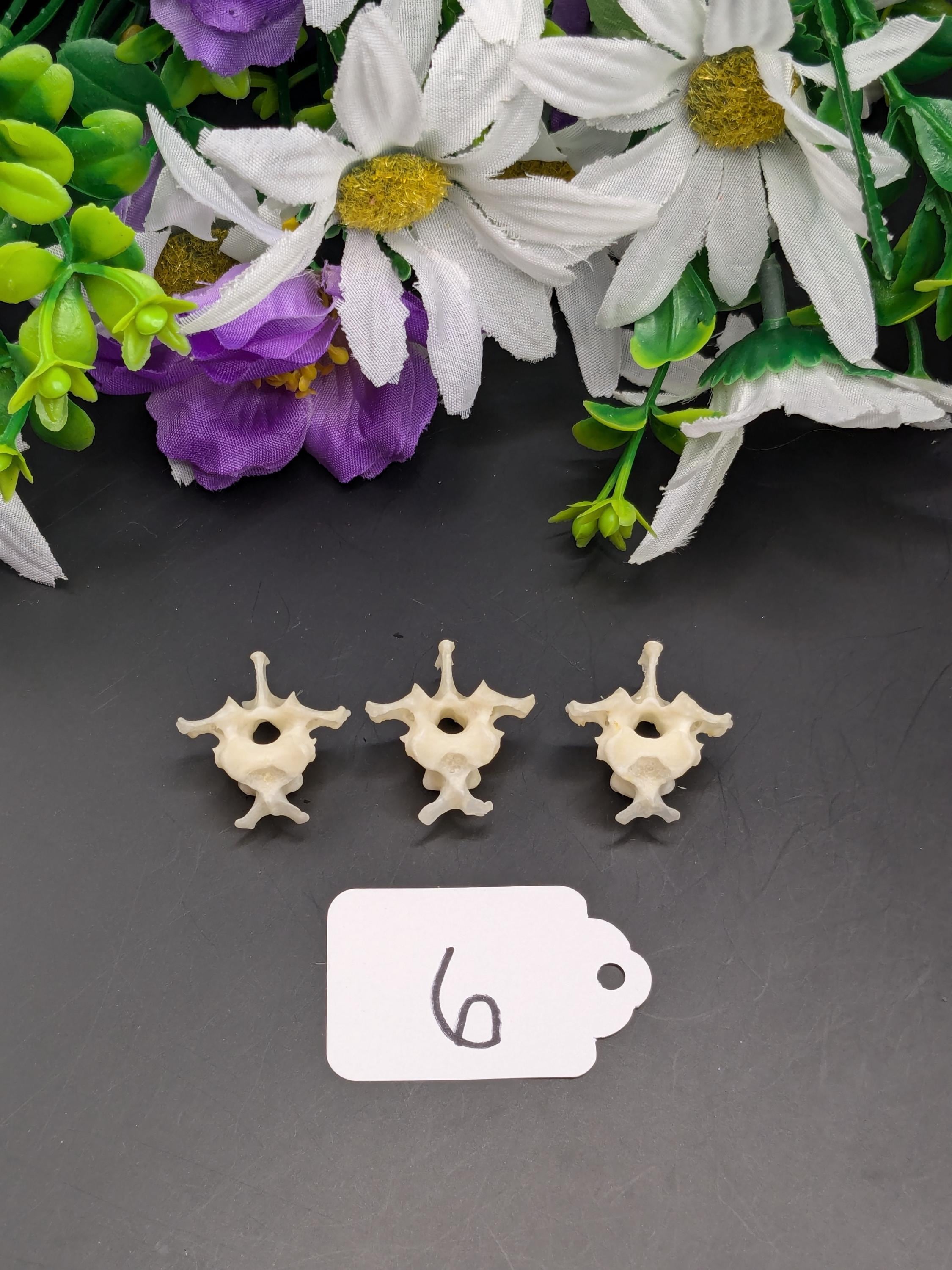 Duck Bone - Vertebrae Bones - 9 Styles - Real, Natural - Domestic Ducks ...