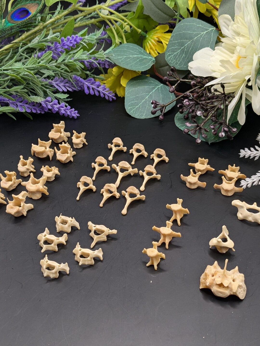 Skunk Bones - Vertebrae - Crafting - Bones - 8 Types - You Pick - Great ...